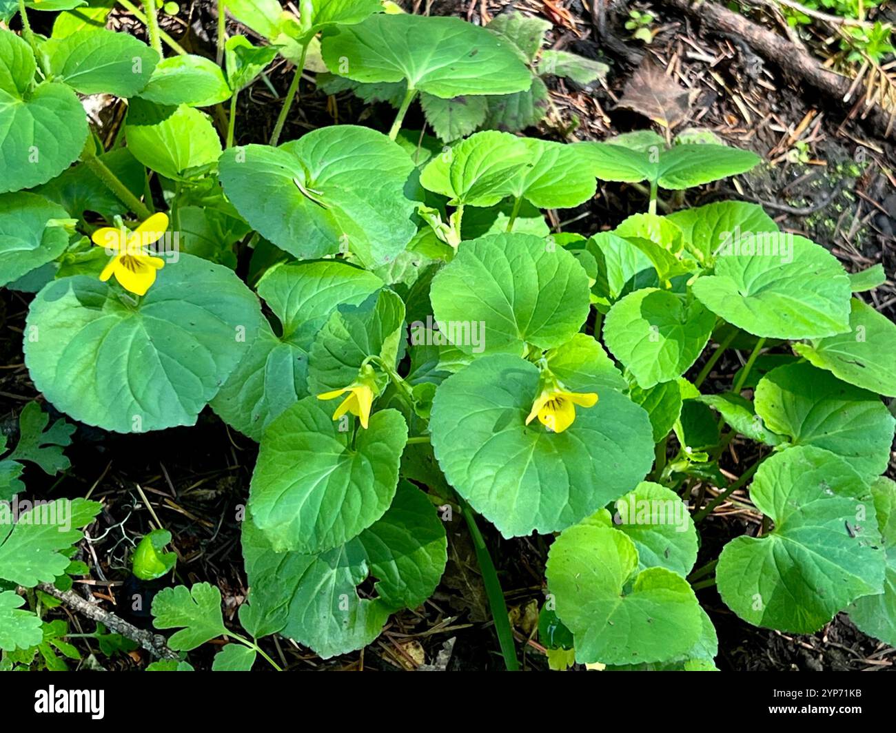 stream violet (Viola glabella Stock Photo - Alamy