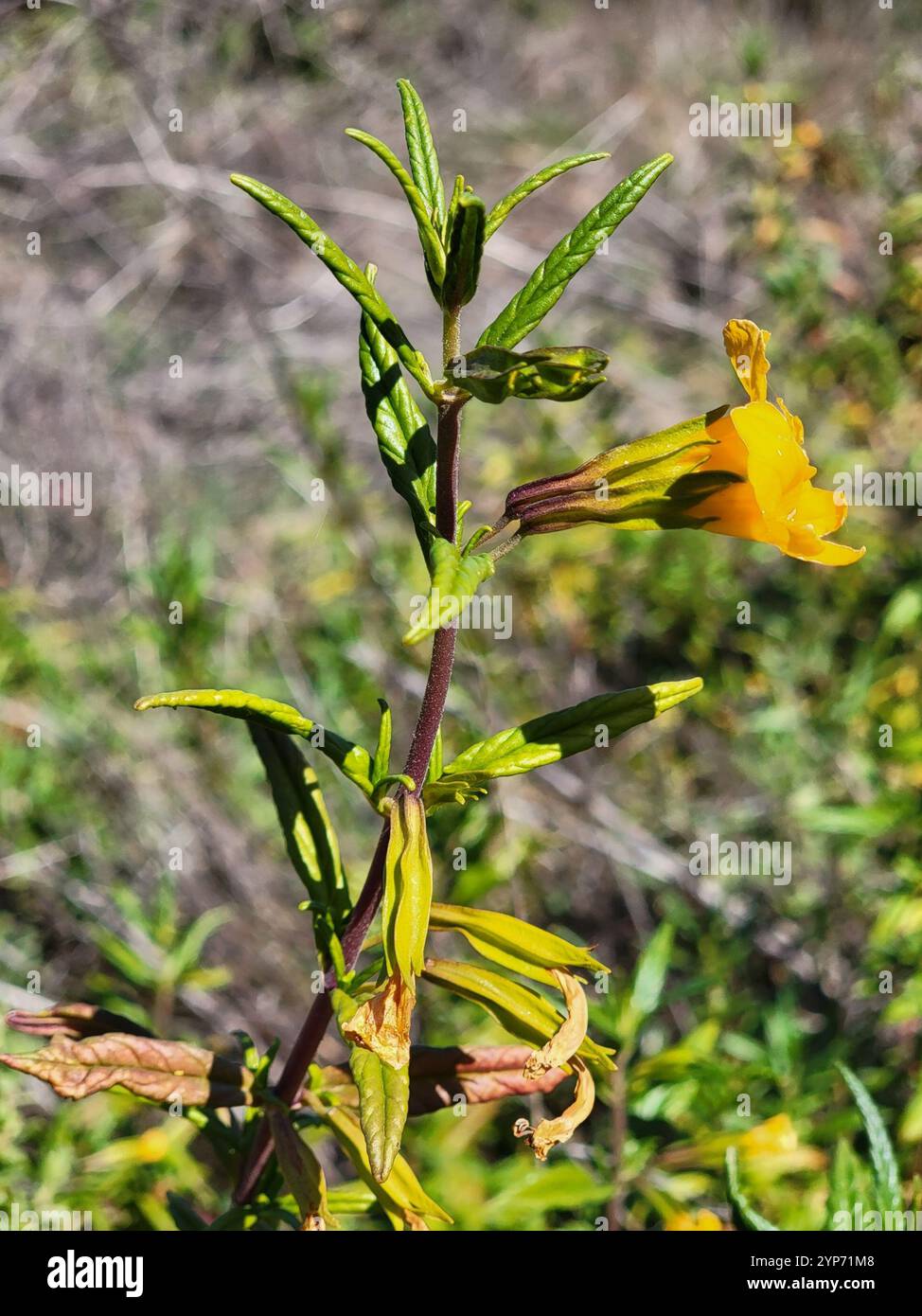 orange bush monkeyflower (Diplacus aurantiacus Stock Photo - Alamy