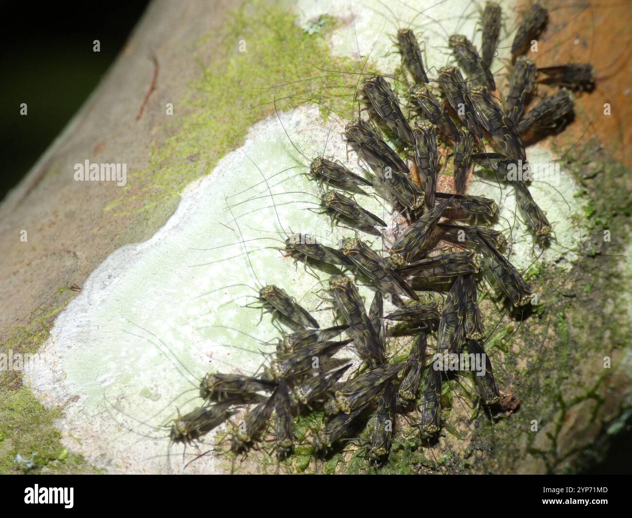 Barklice, Booklice, and Parasitic Lice (Psocodea Stock Photo - Alamy