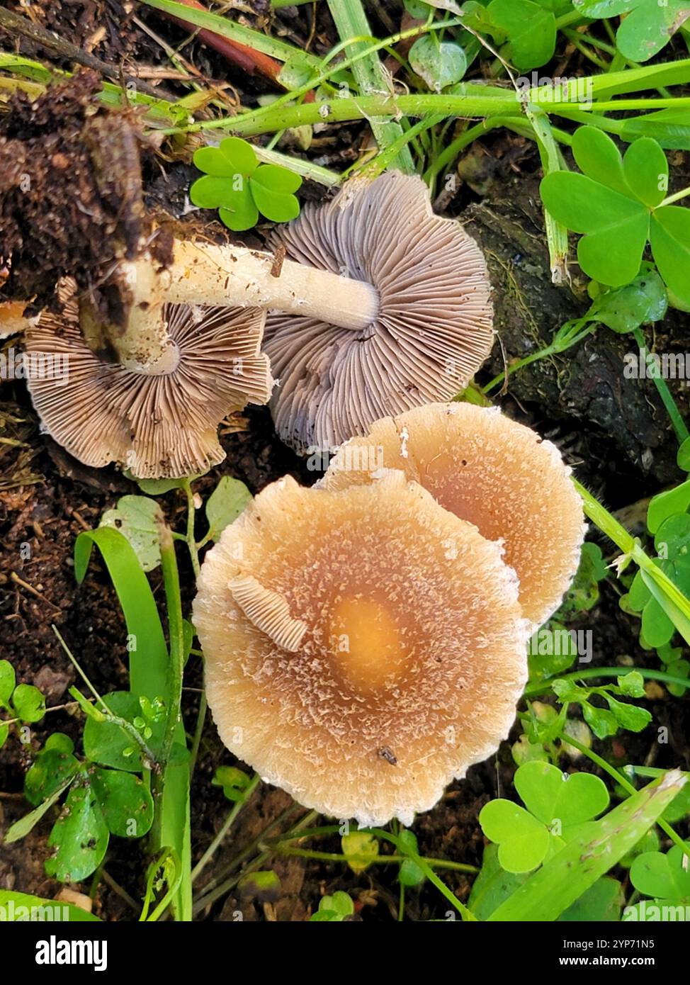 Pale Brittlestem (Candolleomyces candolleanus Stock Photo - Alamy