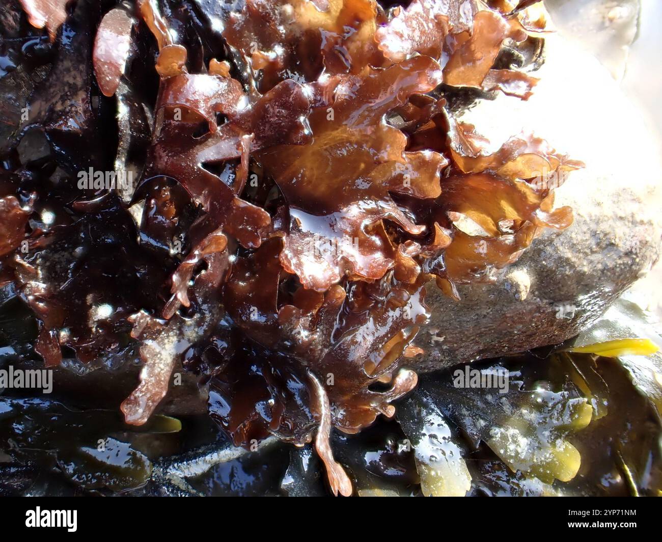 red algae (Rhodophyta Stock Photo - Alamy