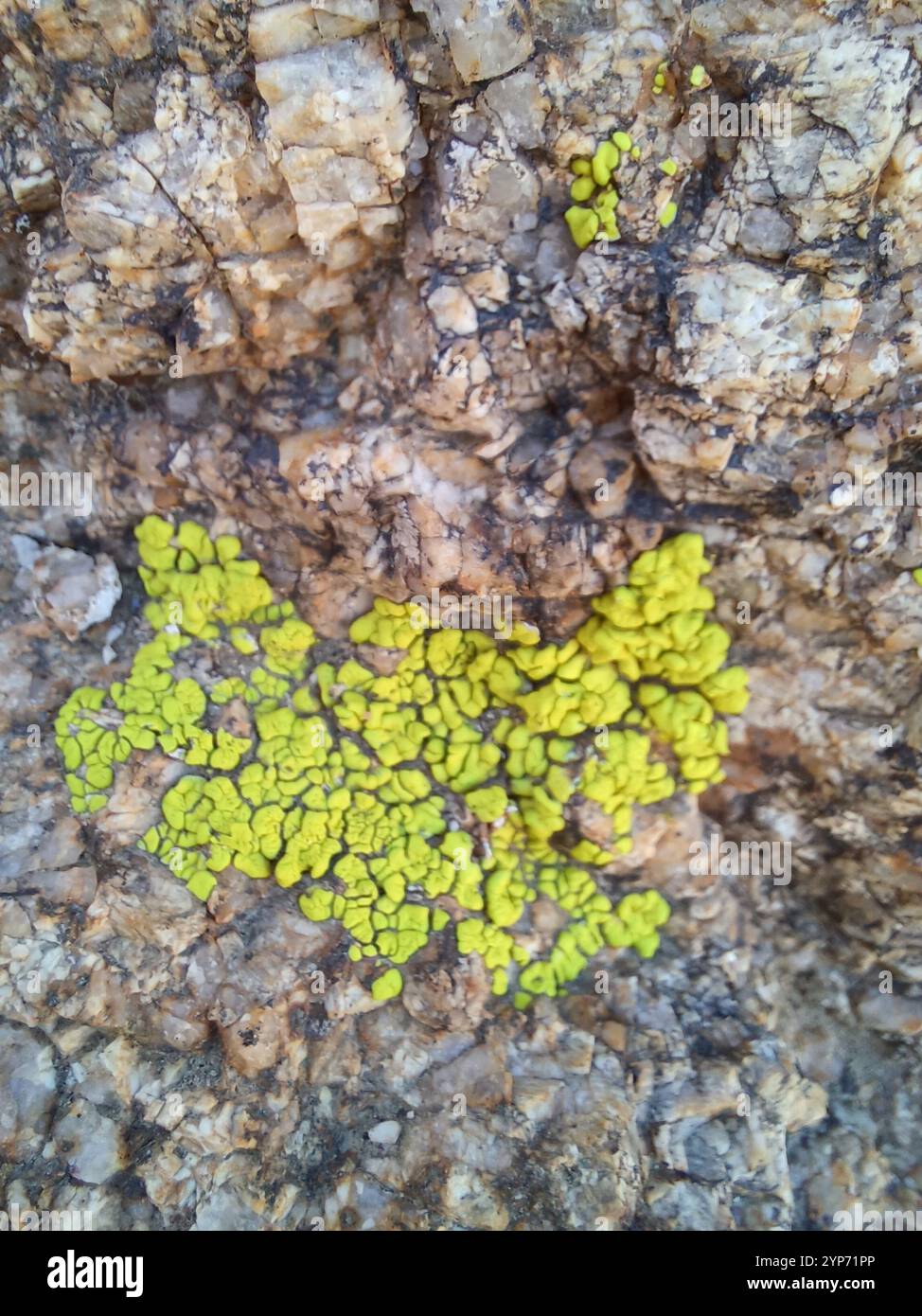 gold cobblestone lichen (Pleopsidium flavum Stock Photo - Alamy