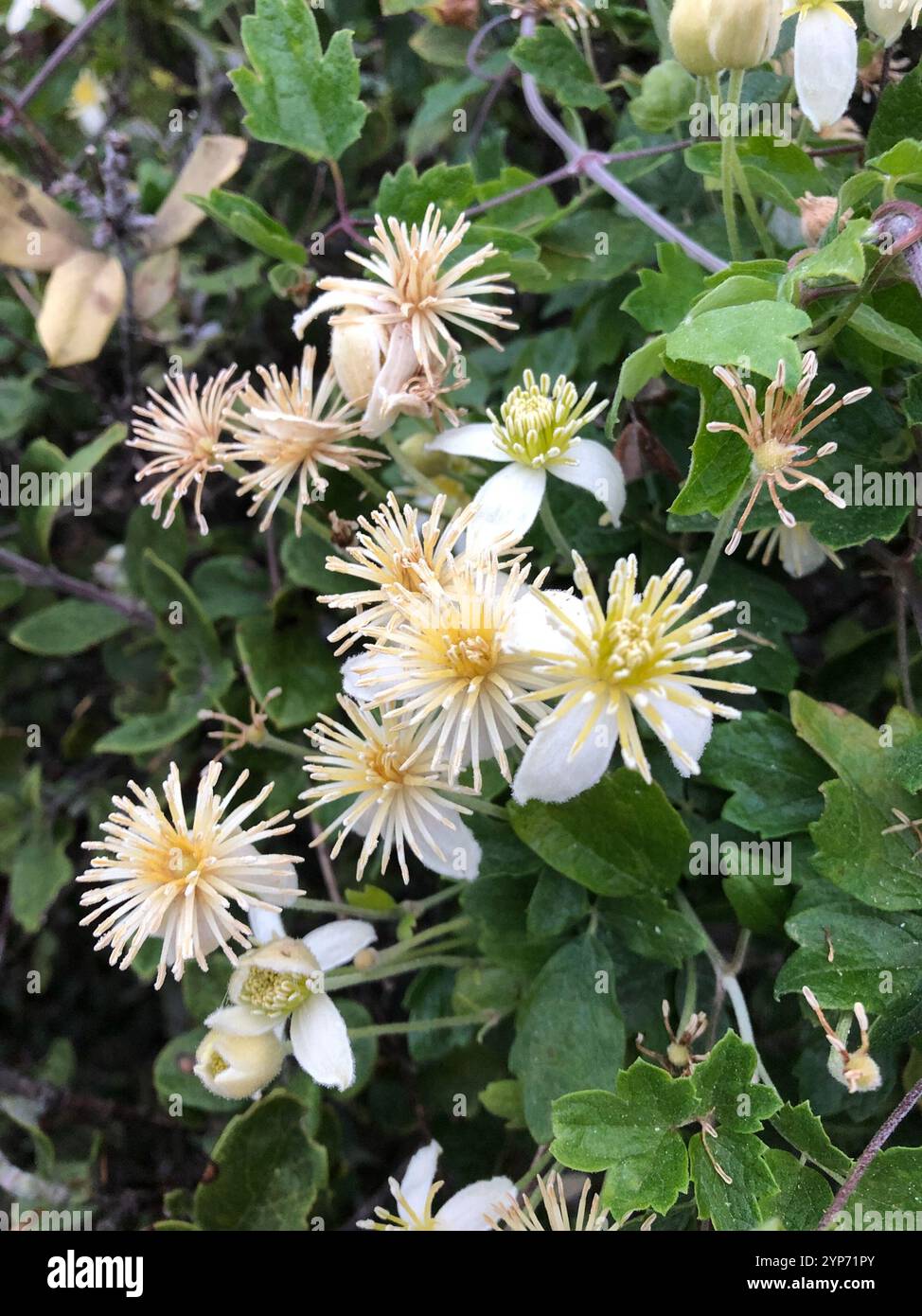 Pipestem Clematis (Clematis lasiantha Stock Photo - Alamy