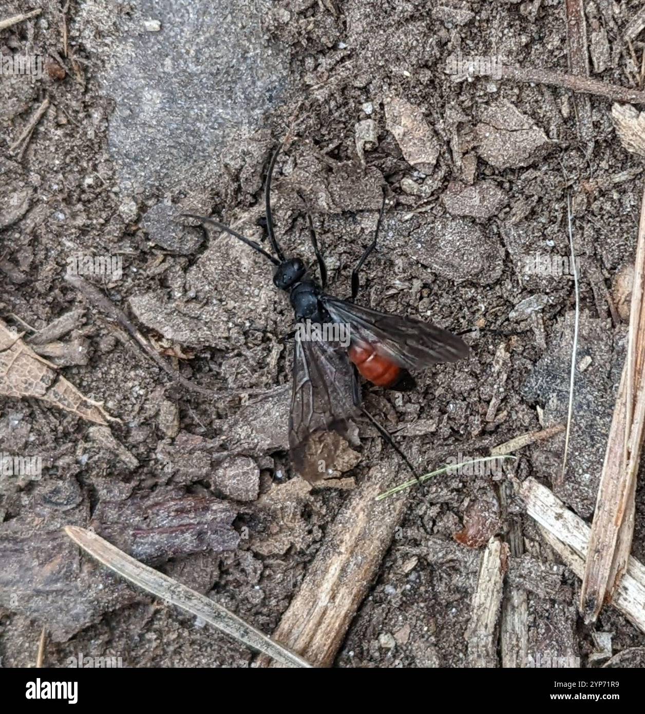 Spider Wasps (Pompilidae Stock Photo - Alamy