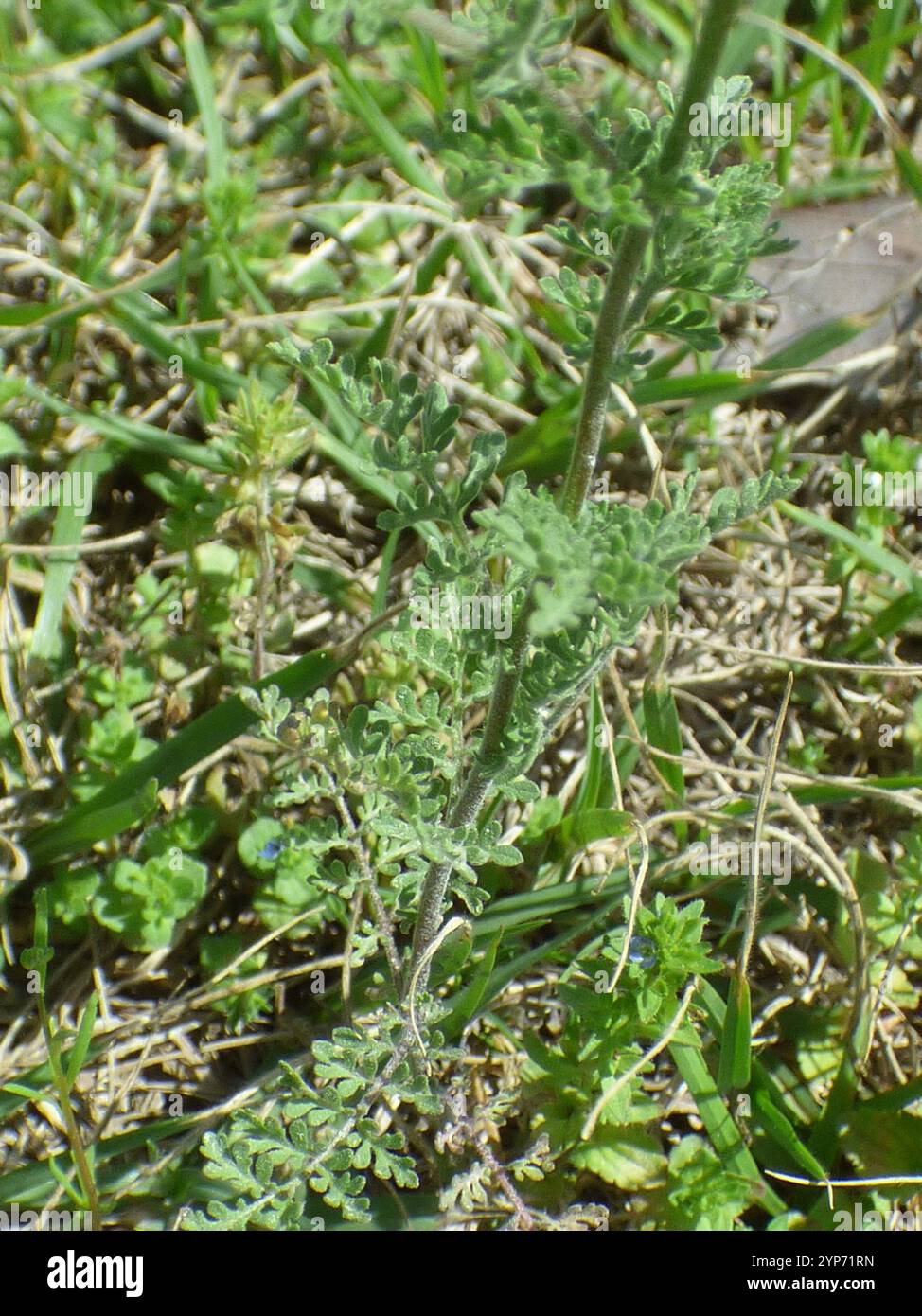 Western Tansymustard (Descurainia pinnata Stock Photo - Alamy