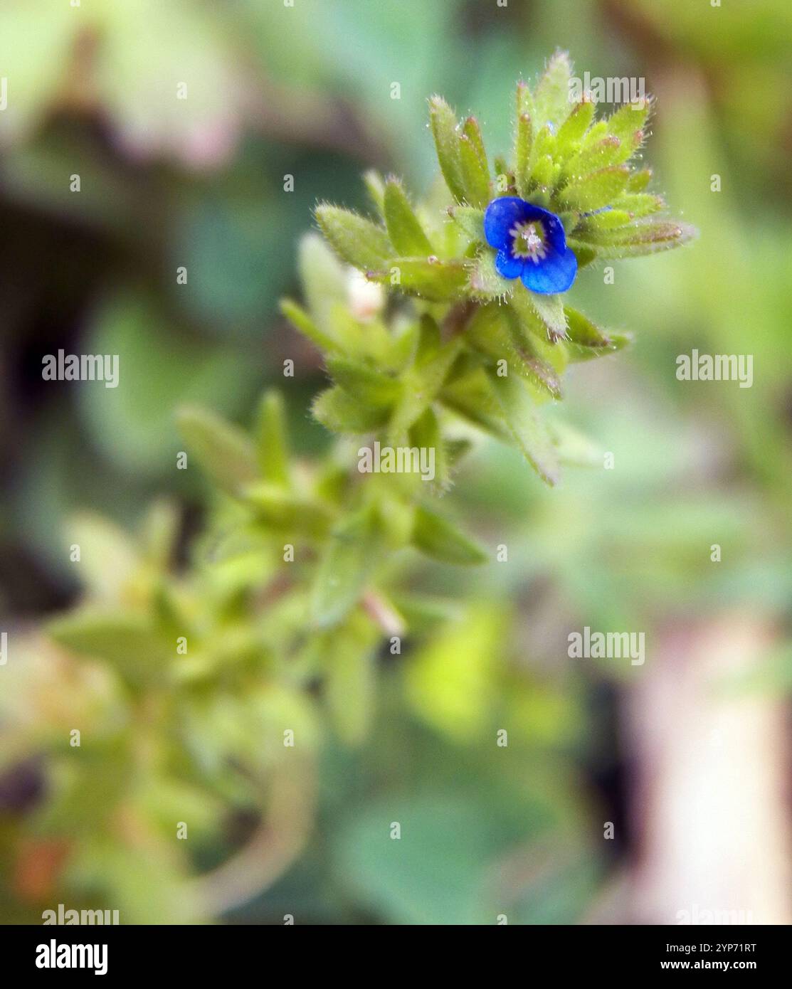 corn speedwell (Veronica arvensis Stock Photo - Alamy