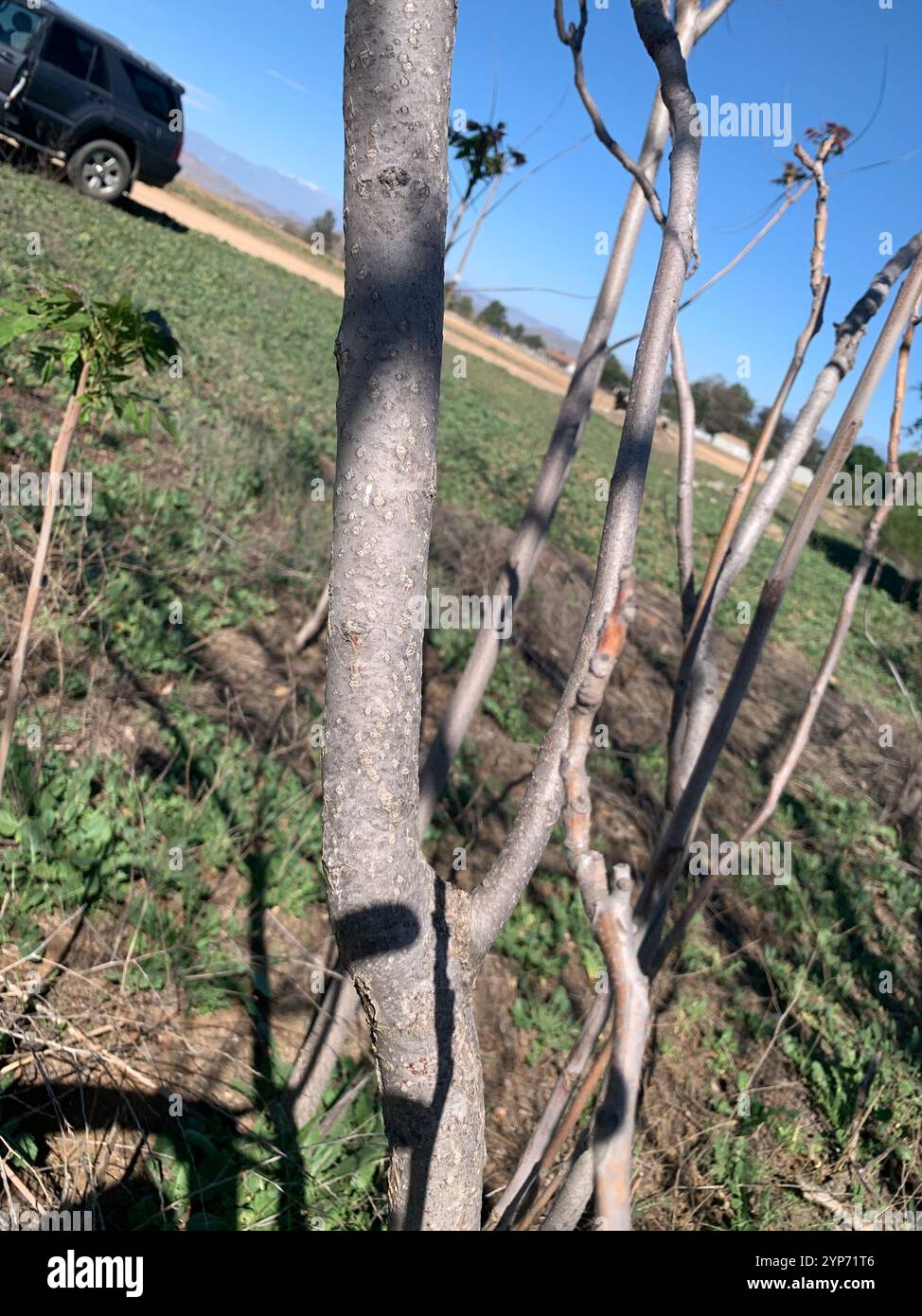 velvet ash (Fraxinus velutina Stock Photo - Alamy