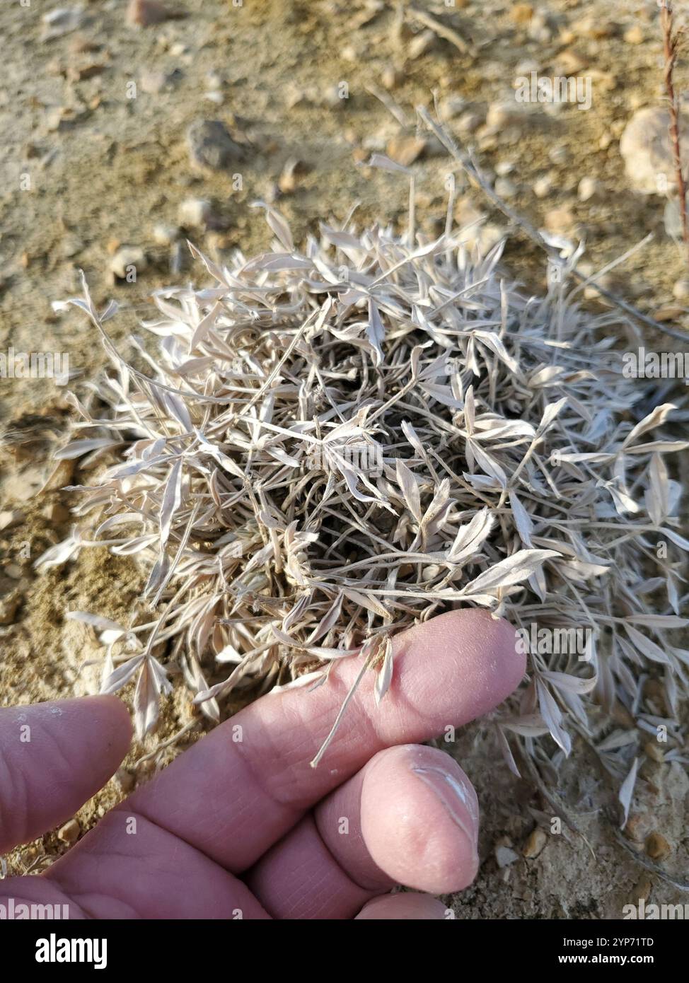 Threeleaf Milkvetch (Astragalus gilviflorus Stock Photo - Alamy