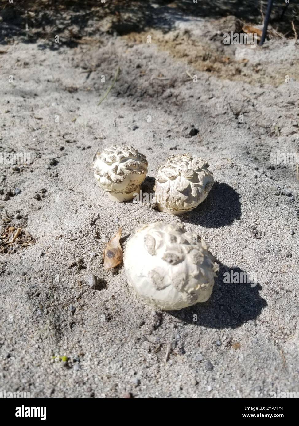 Gasteroid Agaricus (Agaricus deserticola Stock Photo - Alamy