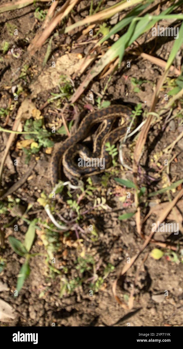 San Diego Gopher Snake (Pituophis catenifer annectens Stock Photo - Alamy