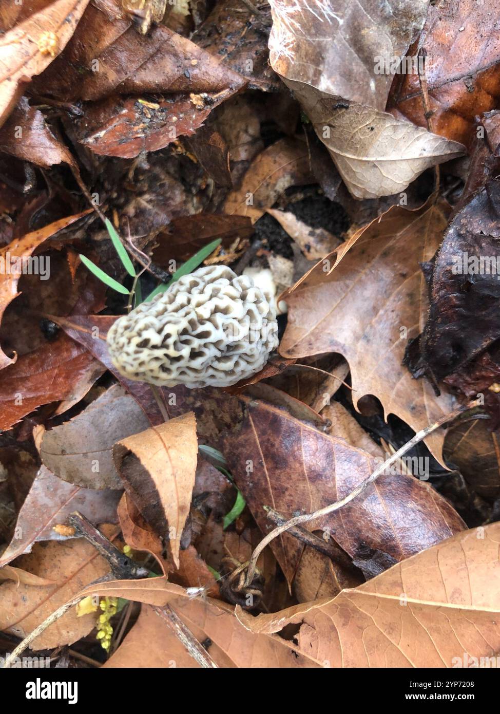 true morels (Morchella Stock Photo - Alamy