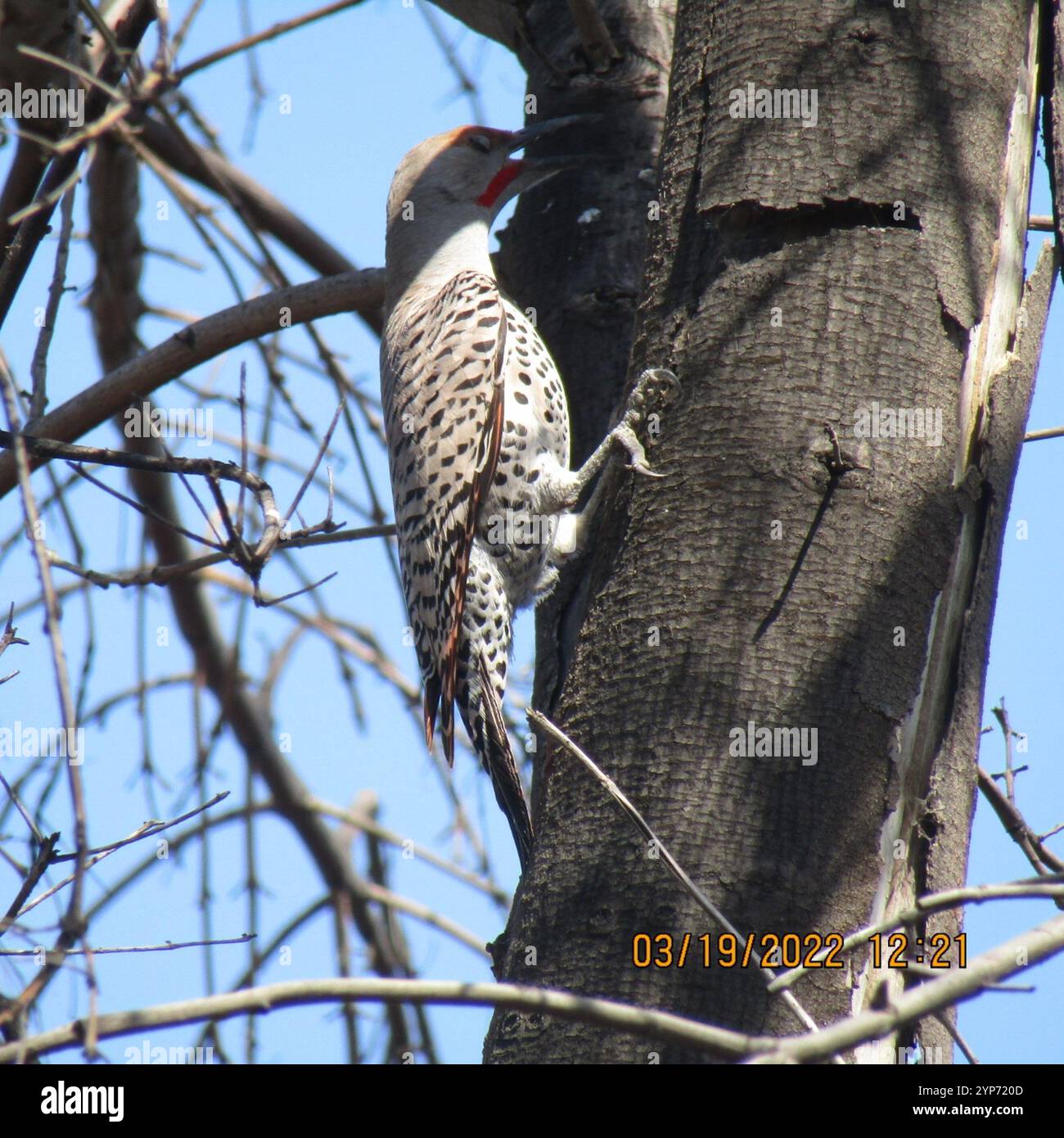 Northern Flicker (Colaptes auratus Stock Photo - Alamy