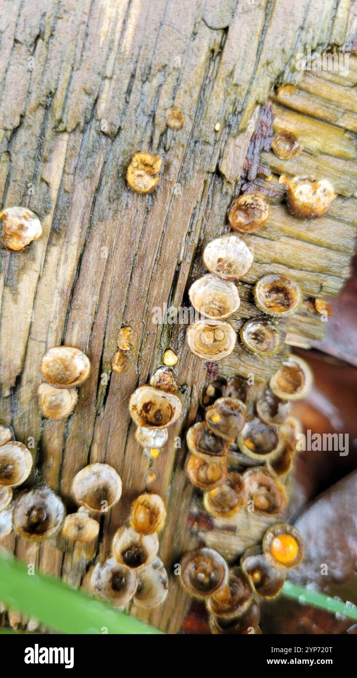 bird's nest fungi (Nidulariaceae Stock Photo - Alamy