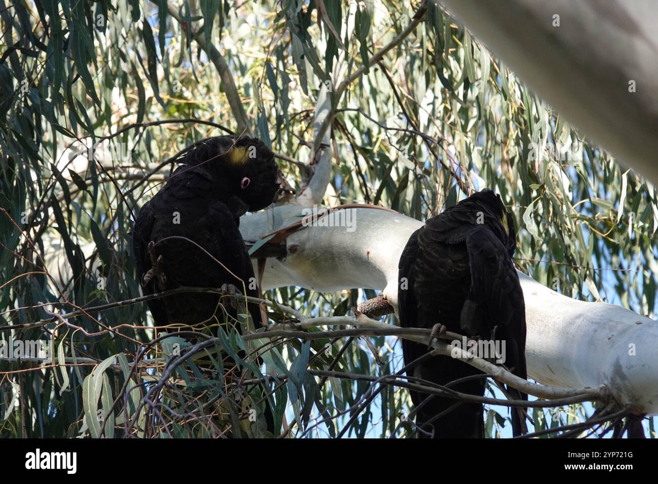 Yellow-tailed Black Cockatoo (Zanda funerea Stock Photo - Alamy