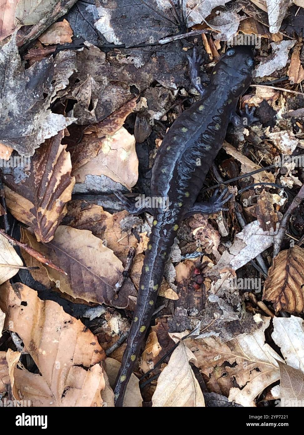Spotted Salamander (Ambystoma maculatum Stock Photo - Alamy