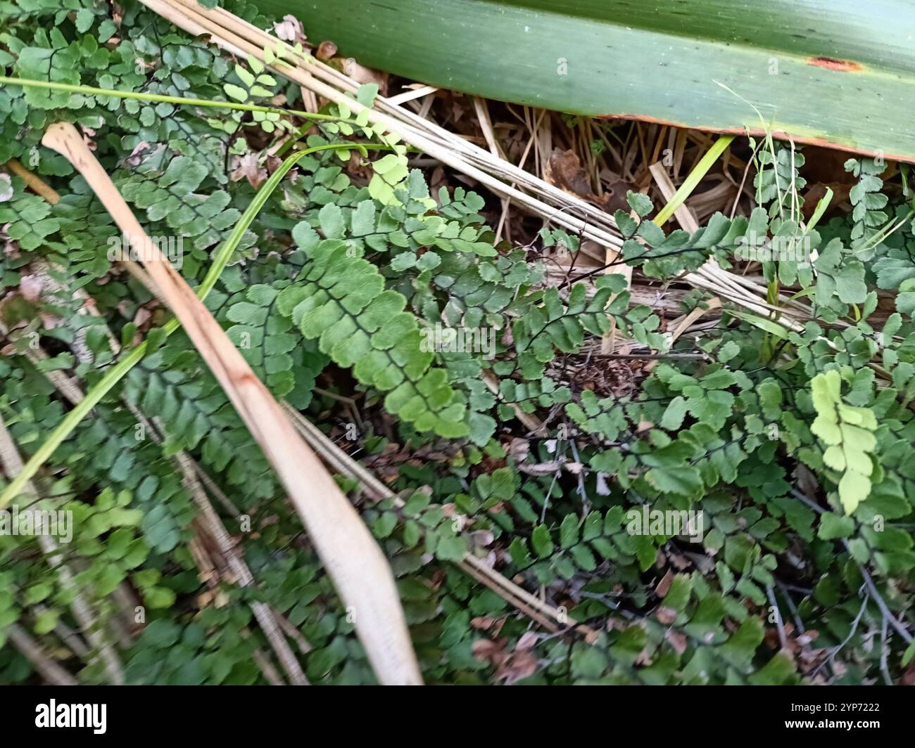 Cunningham's maidenhair (Adiantum cunninghamii Stock Photo - Alamy