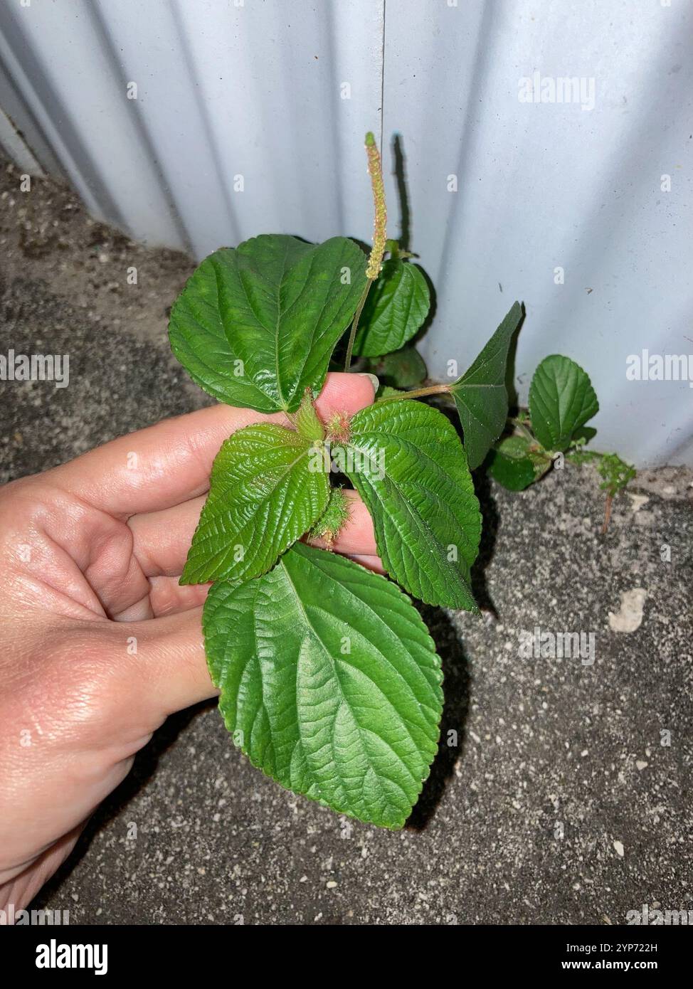 Field Copperleaf (Acalypha arvensis Stock Photo - Alamy