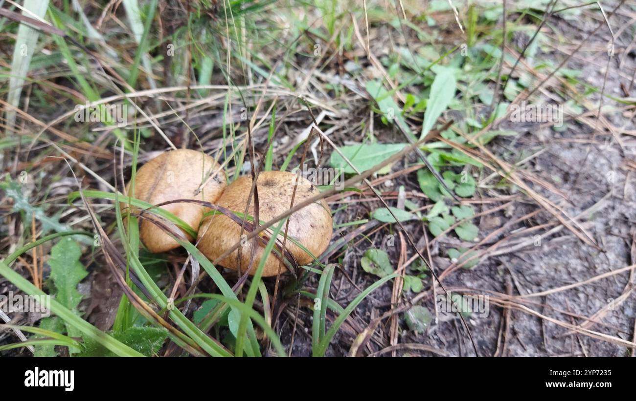 Purple-veiled Slippery Jack (Suillus luteus Stock Photo - Alamy