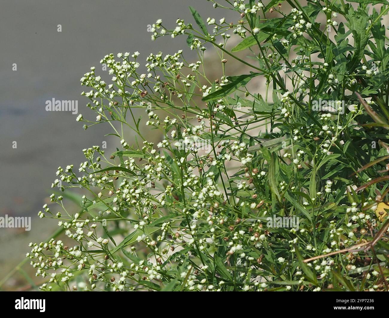 Santa Maria feverfew (Parthenium hysterophorus Stock Photo - Alamy
