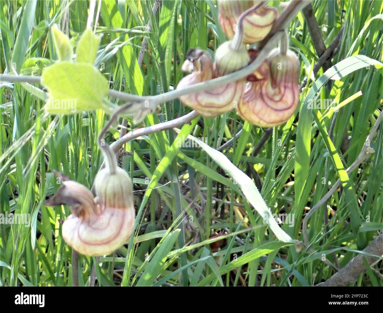 California Dutchman's Pipe (Aristolochia californica Stock Photo - Alamy