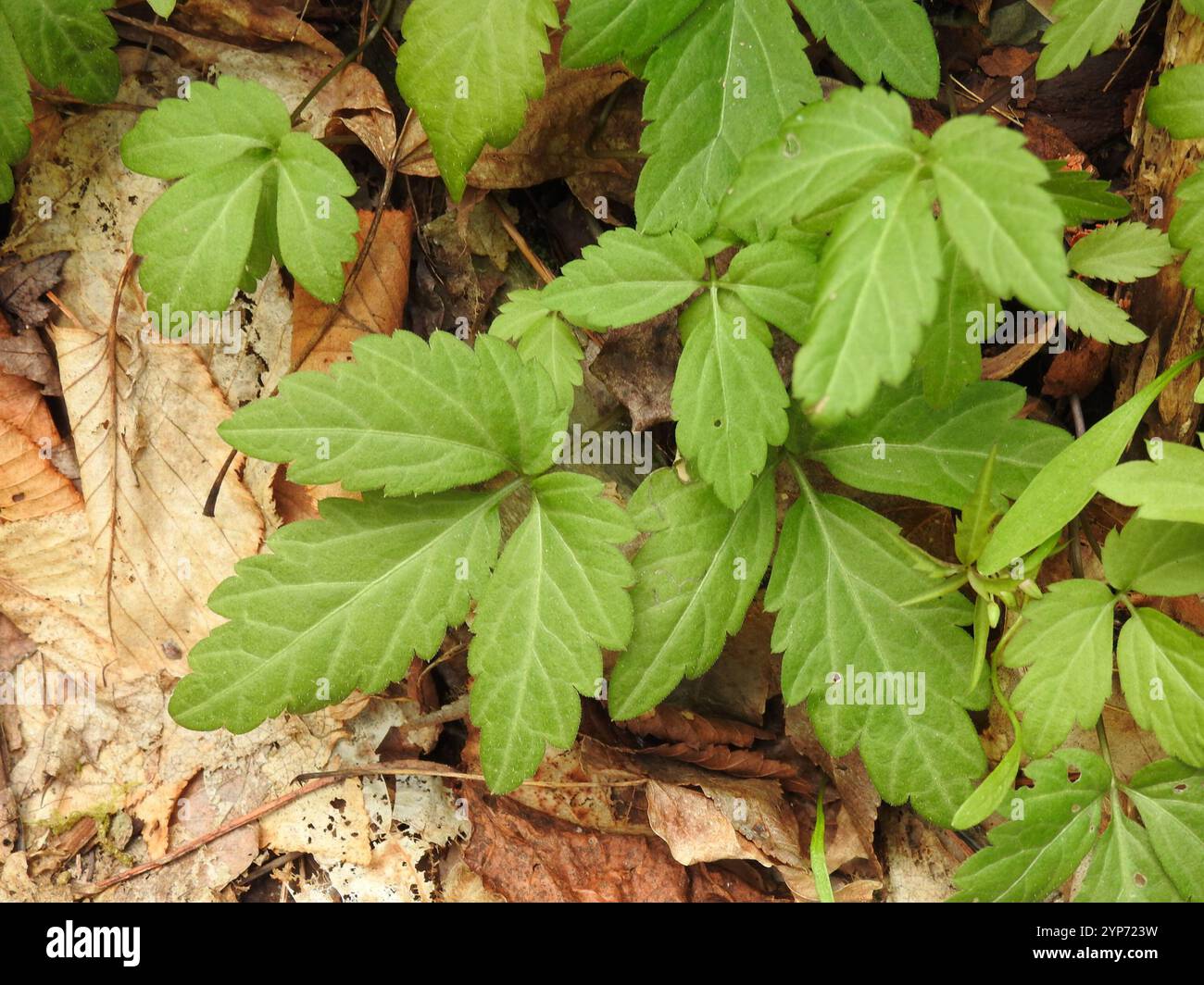 Two-leaved Toothwort (Cardamine diphylla Stock Photo - Alamy