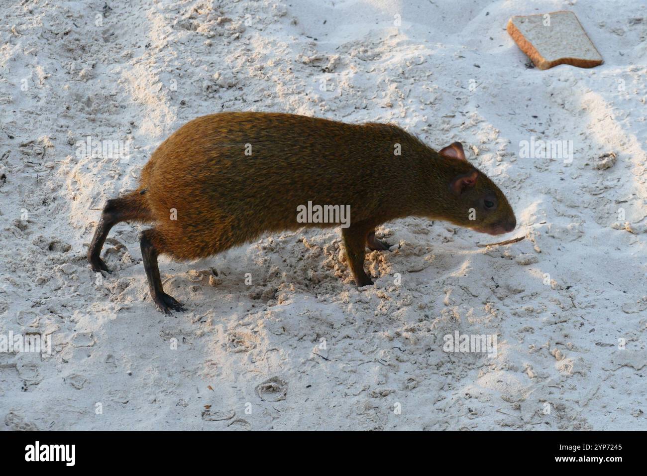 Central American Agouti (Dasyprocta punctata Stock Photo - Alamy