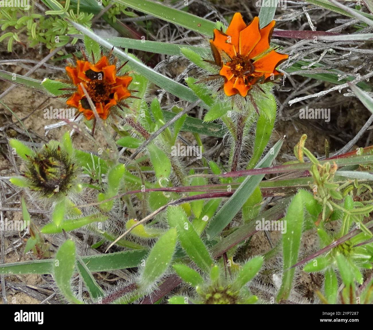Beetle Daisy (Gorteria diffusa Stock Photo - Alamy