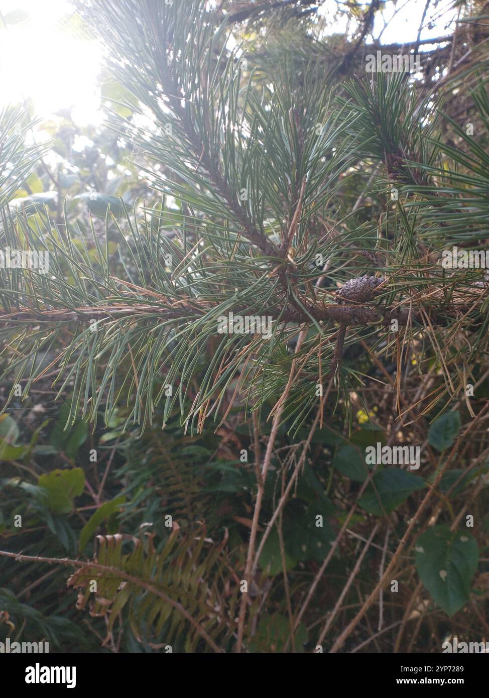 Shore Pine (Pinus contorta contorta Stock Photo - Alamy