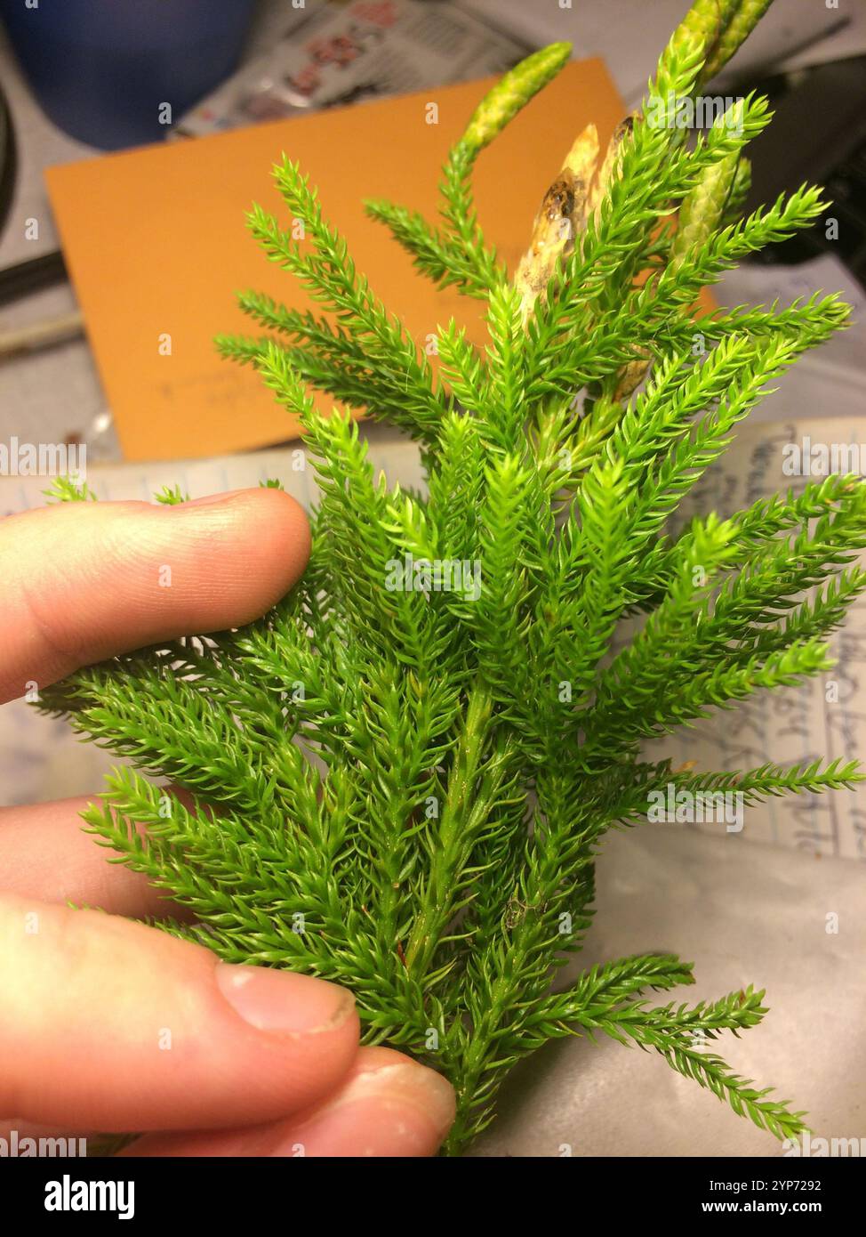 prickly tree-clubmoss (Dendrolycopodium dendroideum Stock Photo - Alamy