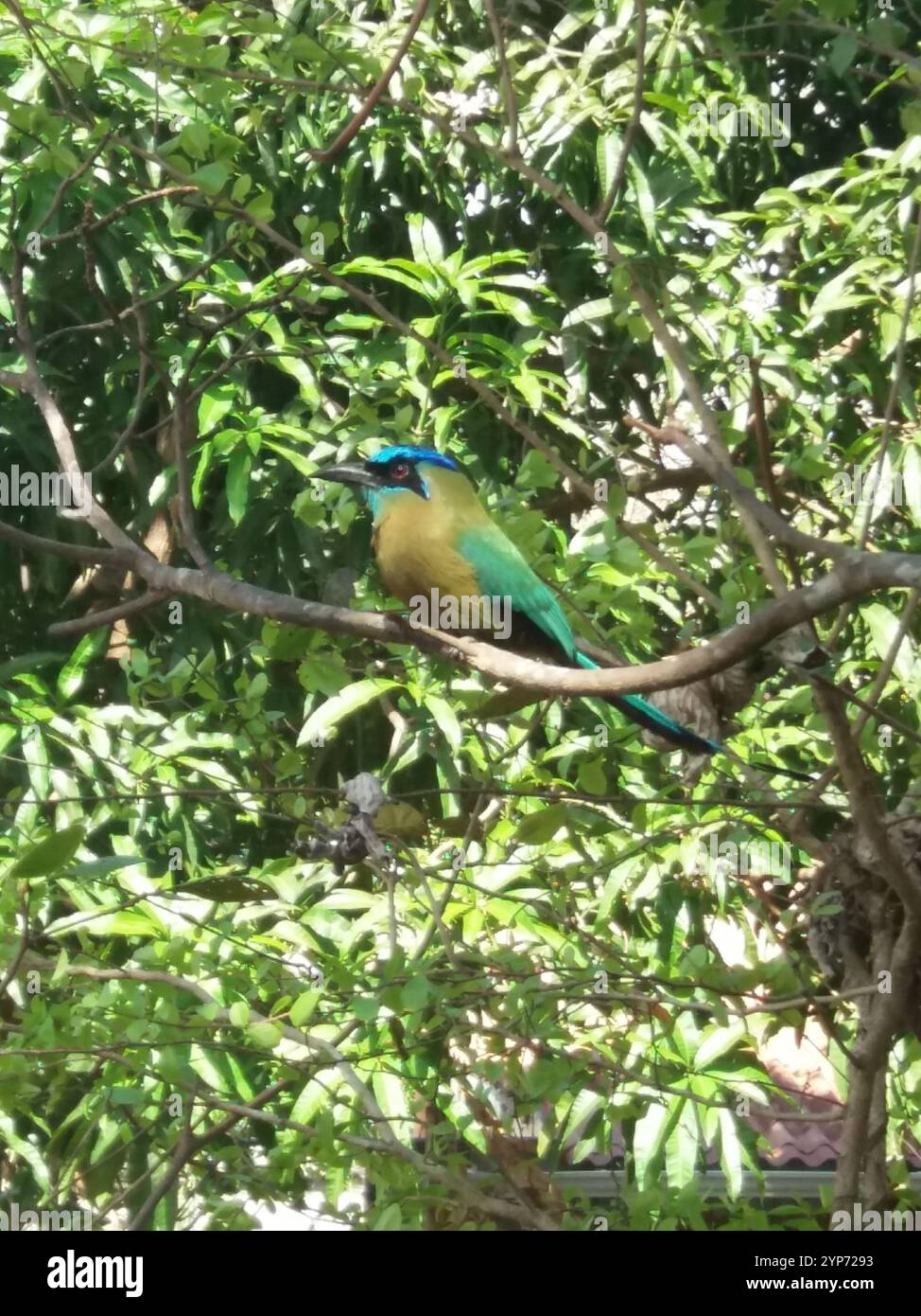 Lesson's Motmot (Momotus lessonii Stock Photo - Alamy