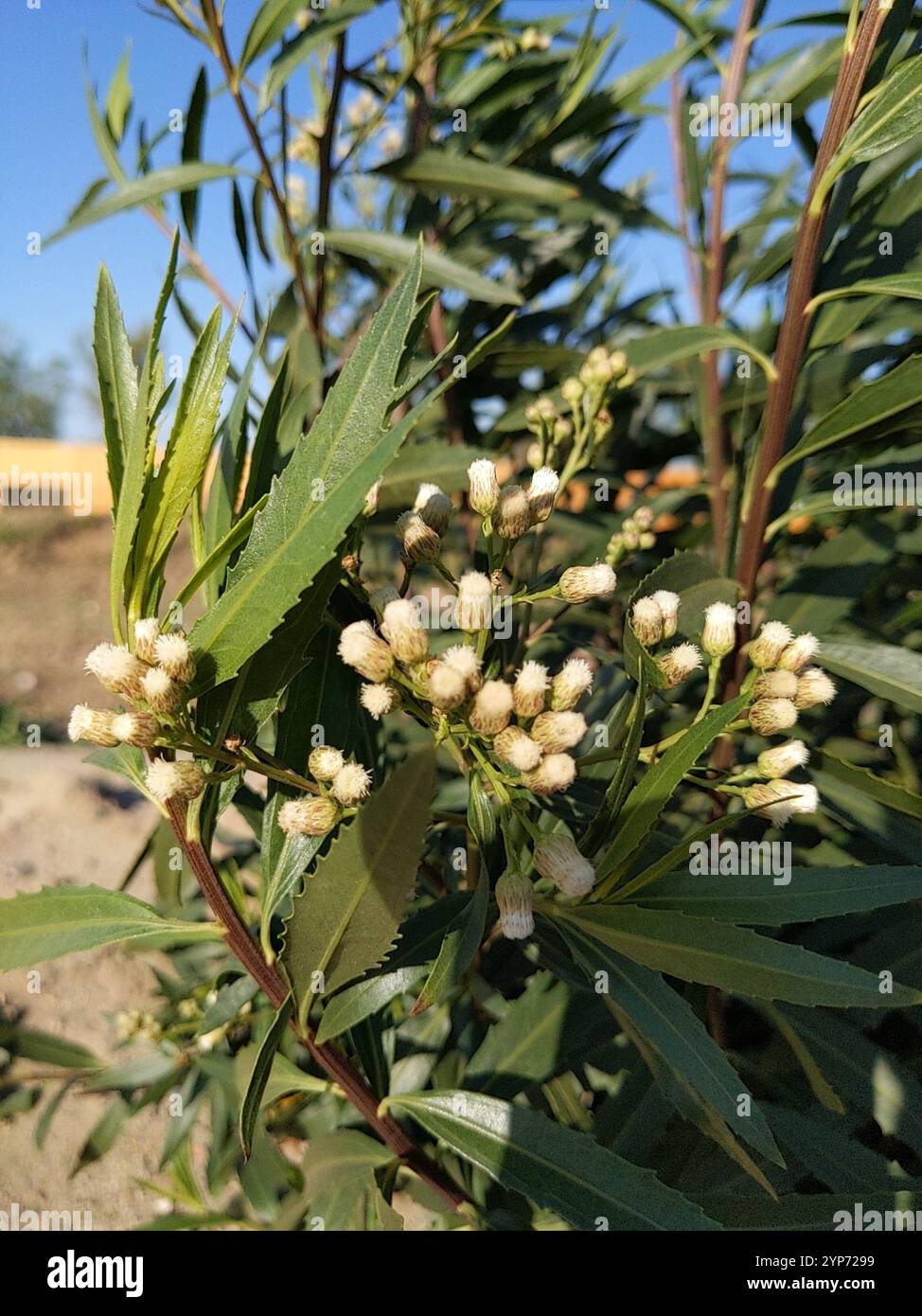mule fat (Baccharis salicifolia Stock Photo - Alamy