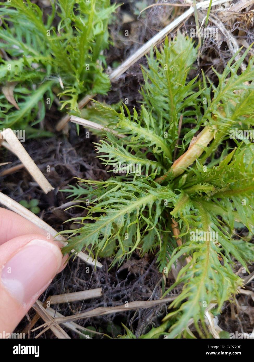 Amphibious Yellowcress (Rorippa amphibia Stock Photo - Alamy