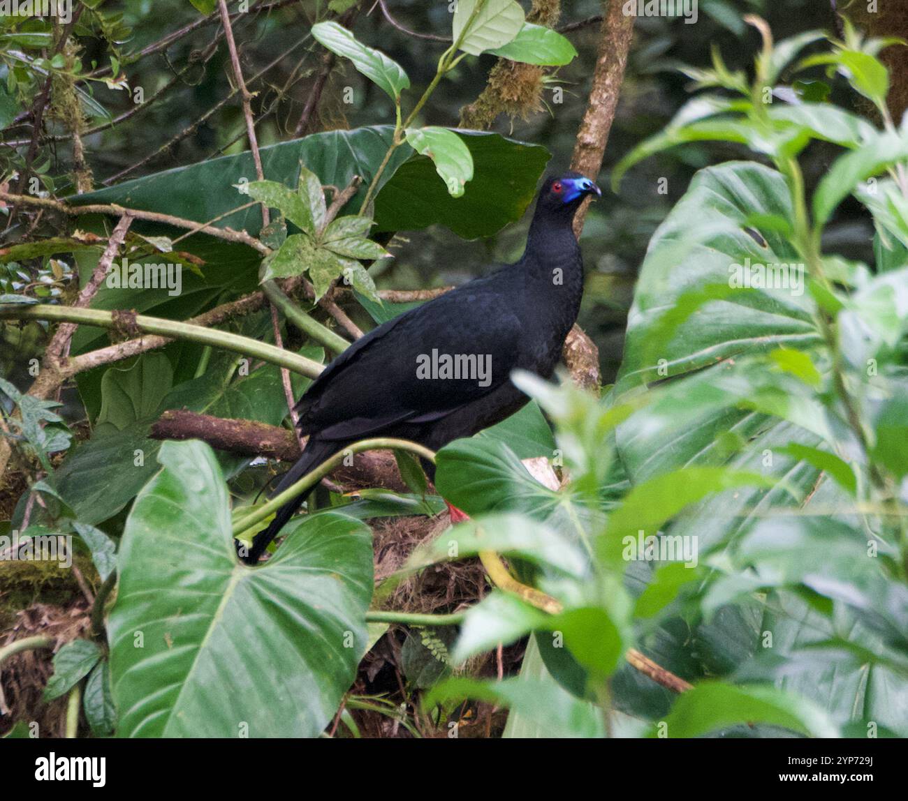 Black Guan (Chamaepetes unicolor Stock Photo - Alamy