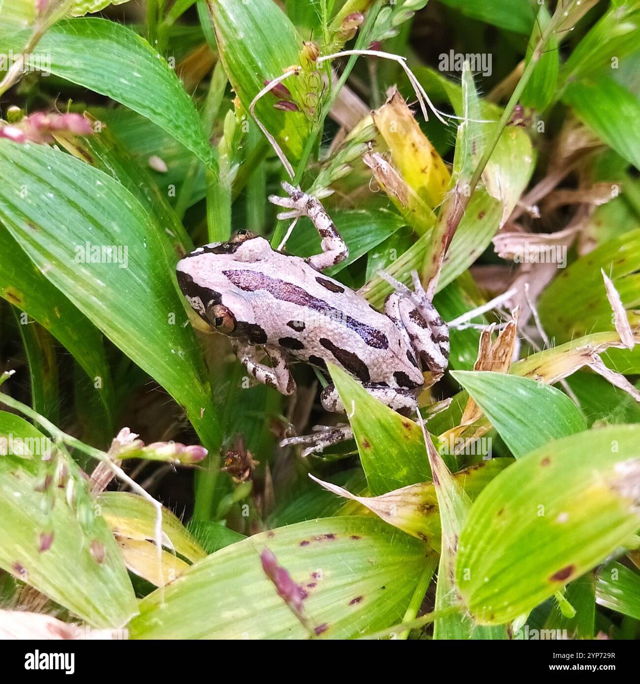 Kassina senegalensis hi-res stock photography and images - Alamy
