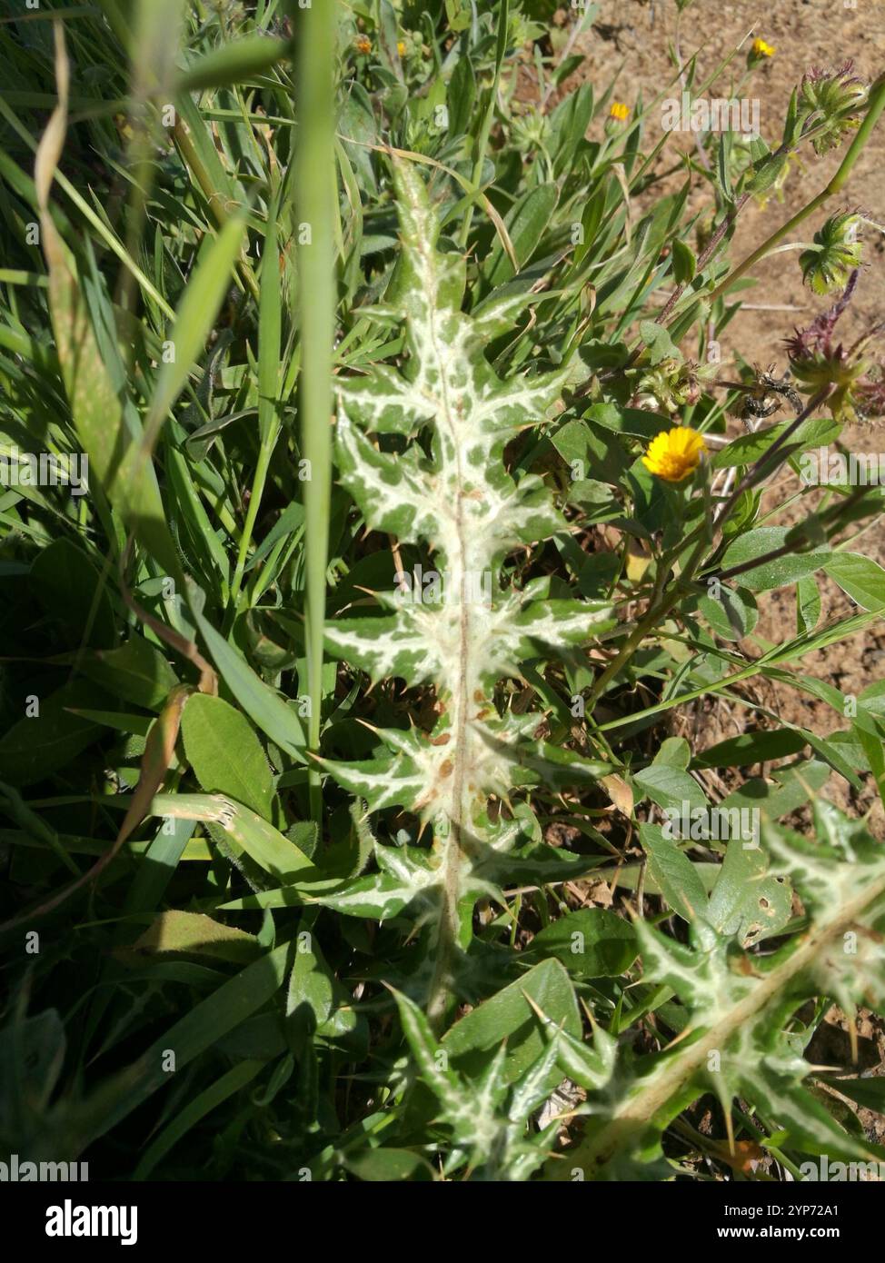 Boar Thistle (Galactites tomentosus Stock Photo - Alamy