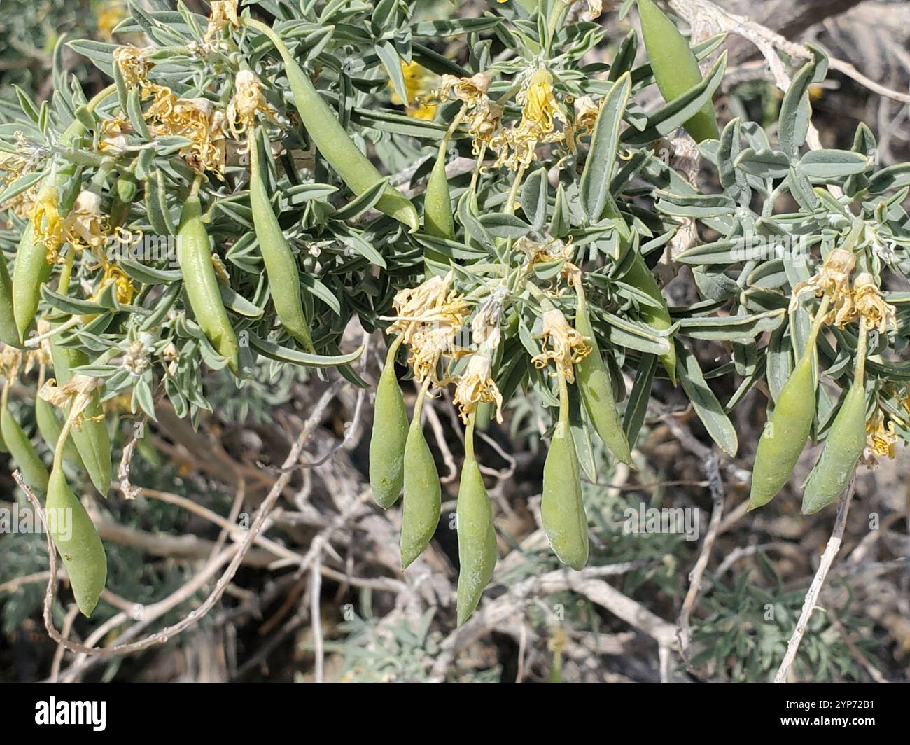Bladderpod (Cleomella arborea Stock Photo - Alamy