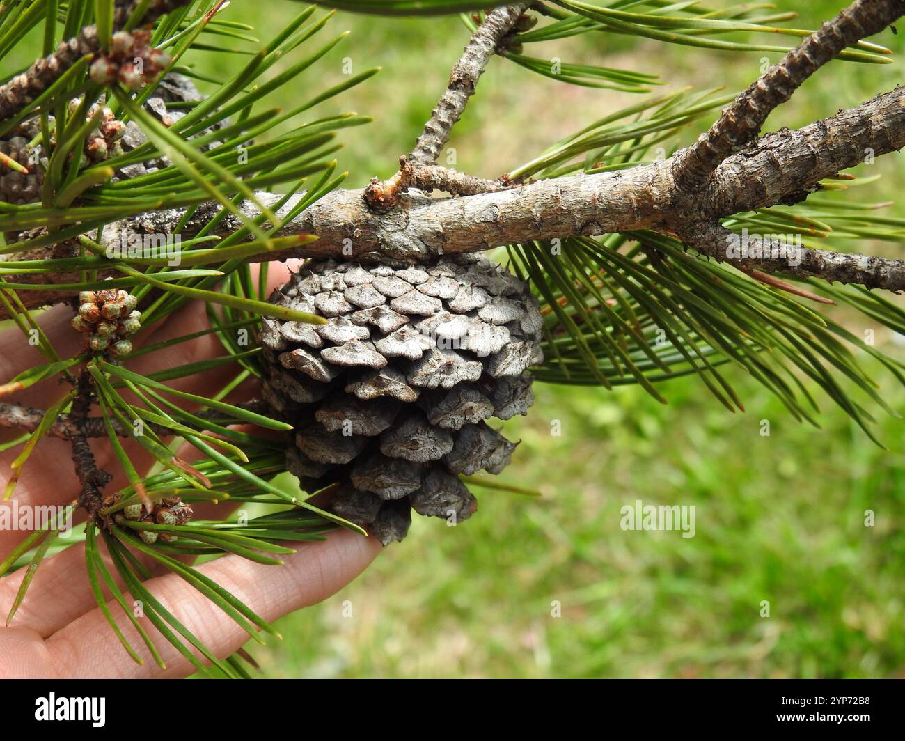Virginia pine (Pinus virginiana Stock Photo - Alamy