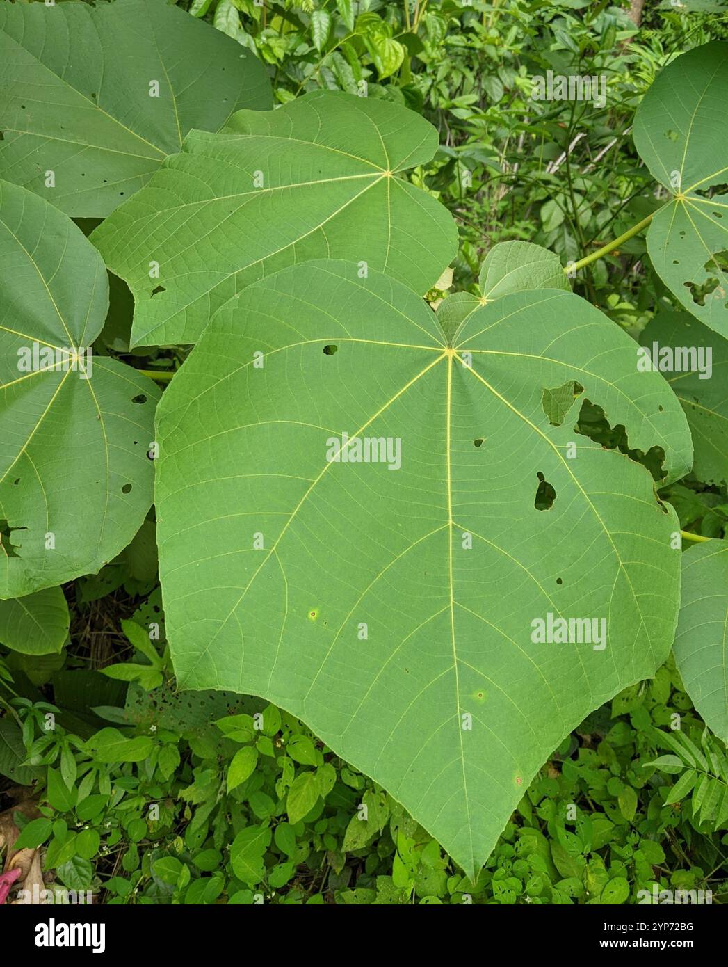 Balsa Tree (Ochroma pyramidale Stock Photo - Alamy