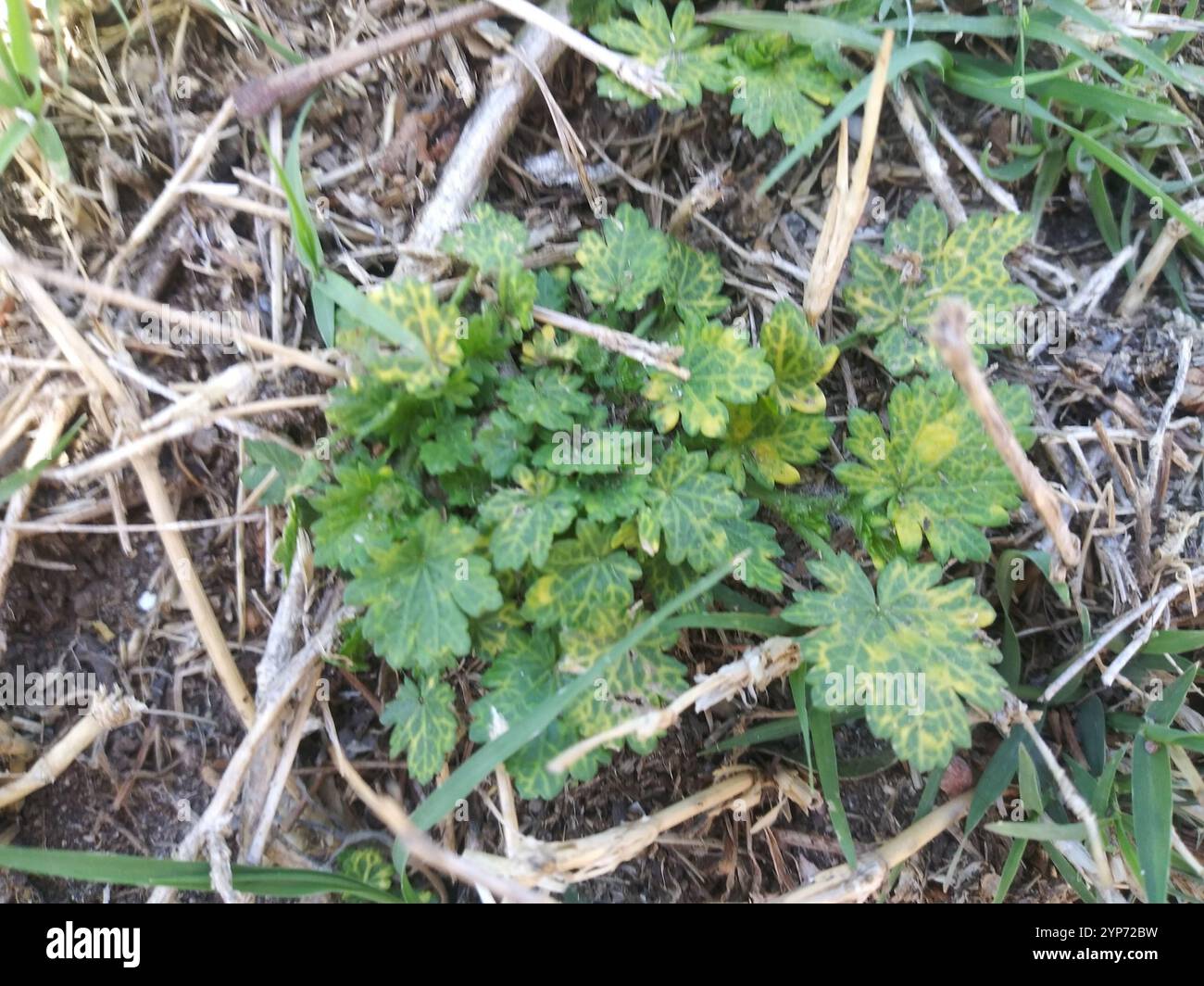 Modiola hi-res stock photography and images - Alamy