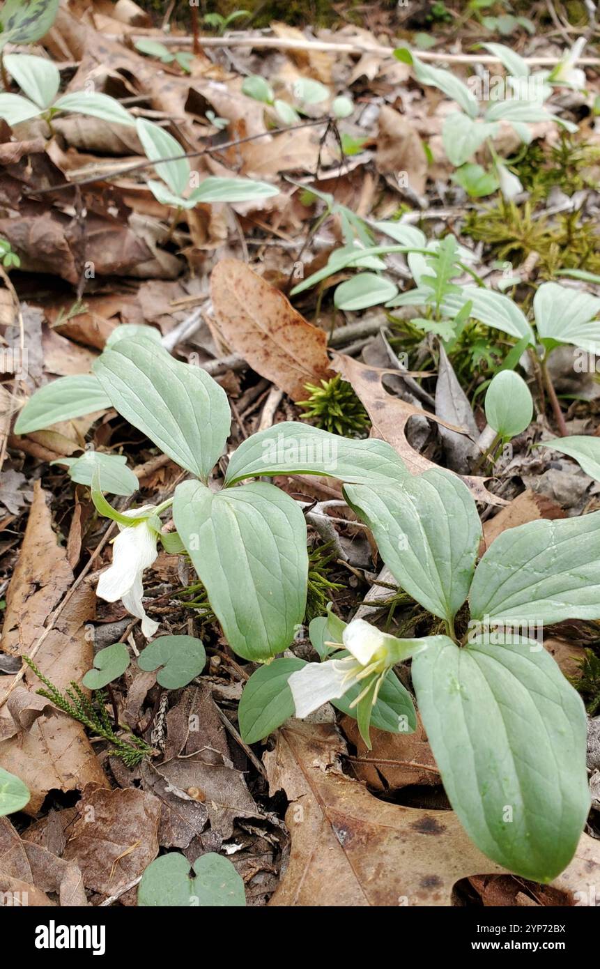 snow trillium (Trillium nivale Stock Photo - Alamy