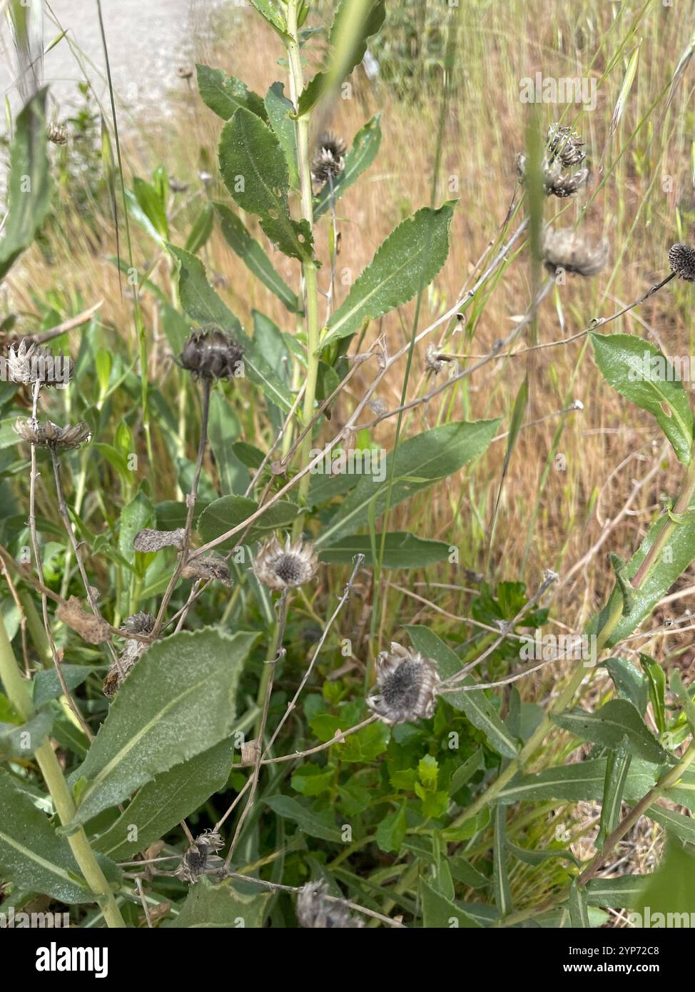 Great Valley gumweed (Grindelia camporum Stock Photo - Alamy