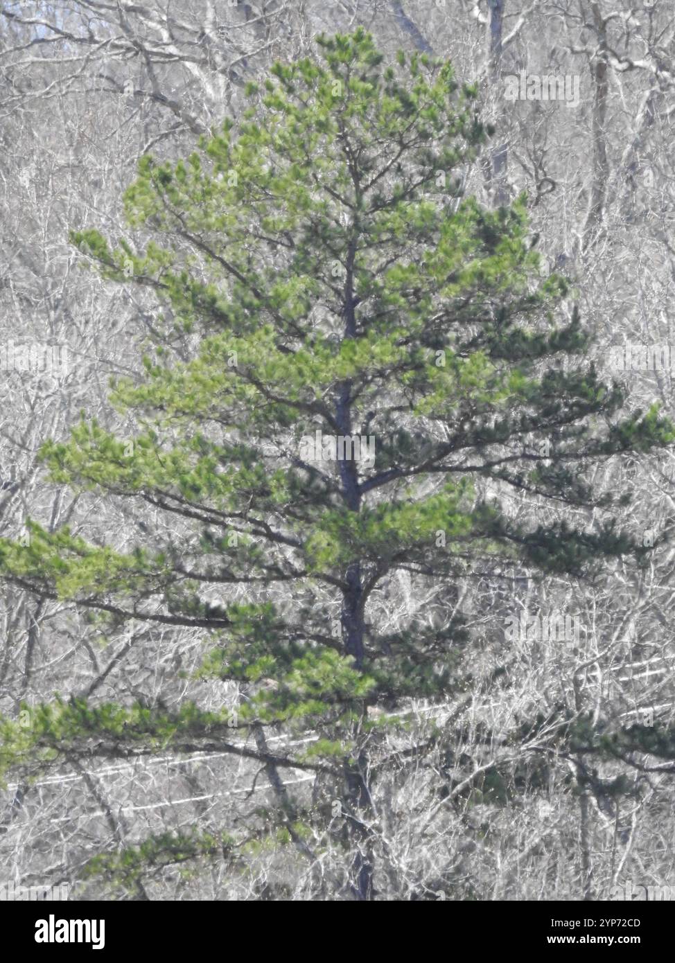 black pine (Pinus nigra Stock Photo - Alamy