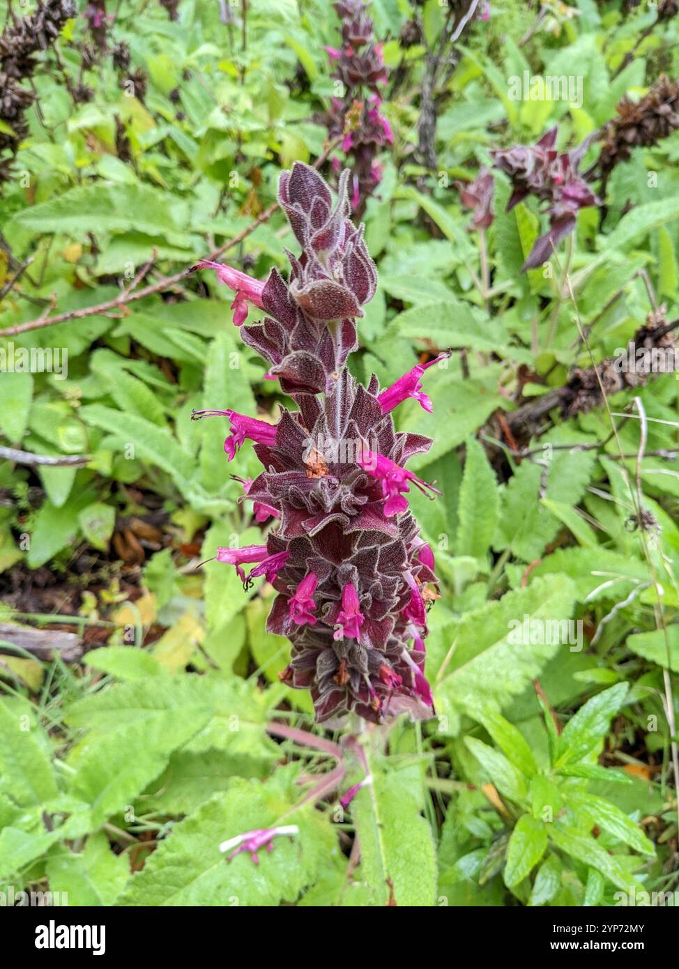 Hummingbird sage salvia spathacea hi-res stock photography and images ...