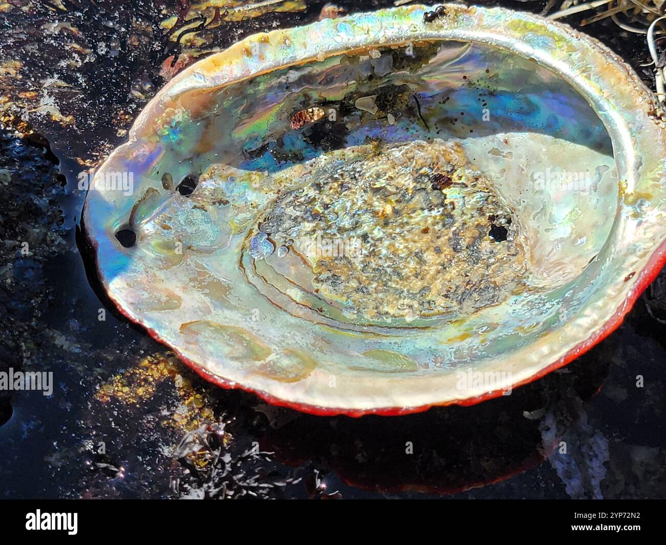 Red Abalone (Haliotis rufescens Stock Photo - Alamy
