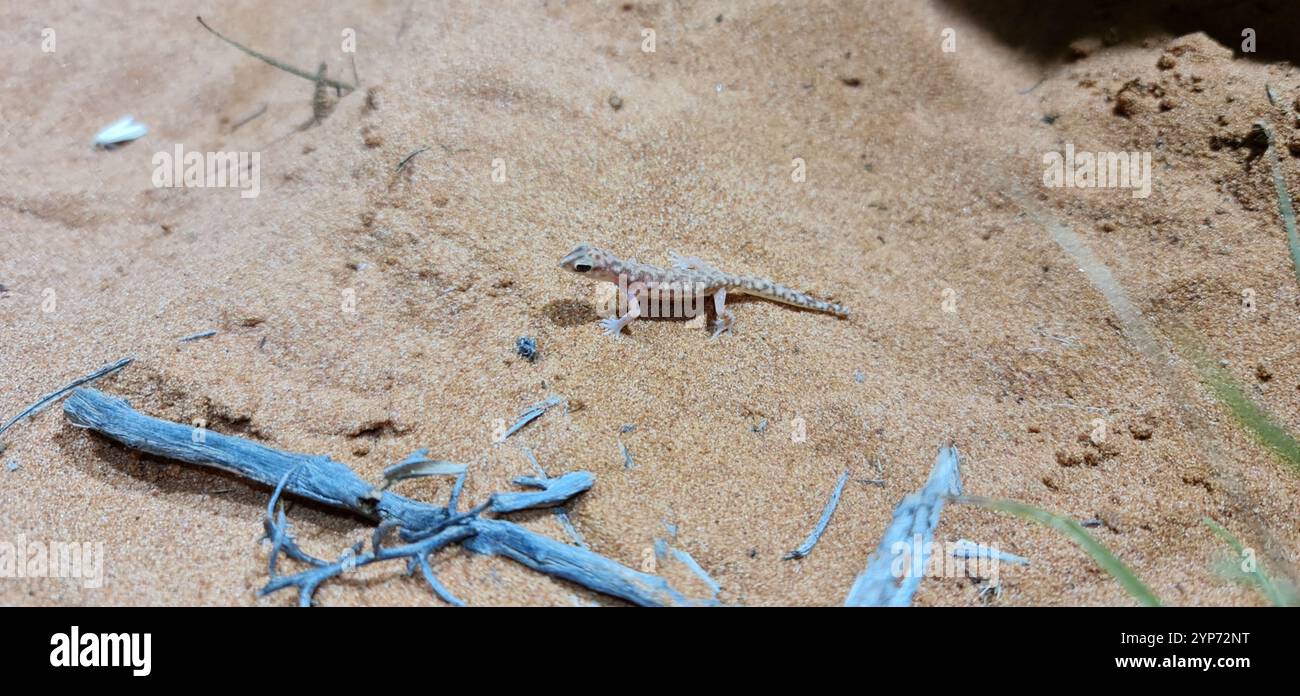 Eyre Basin Beaked Gecko (Rhynchoedura eyrensis Stock Photo - Alamy