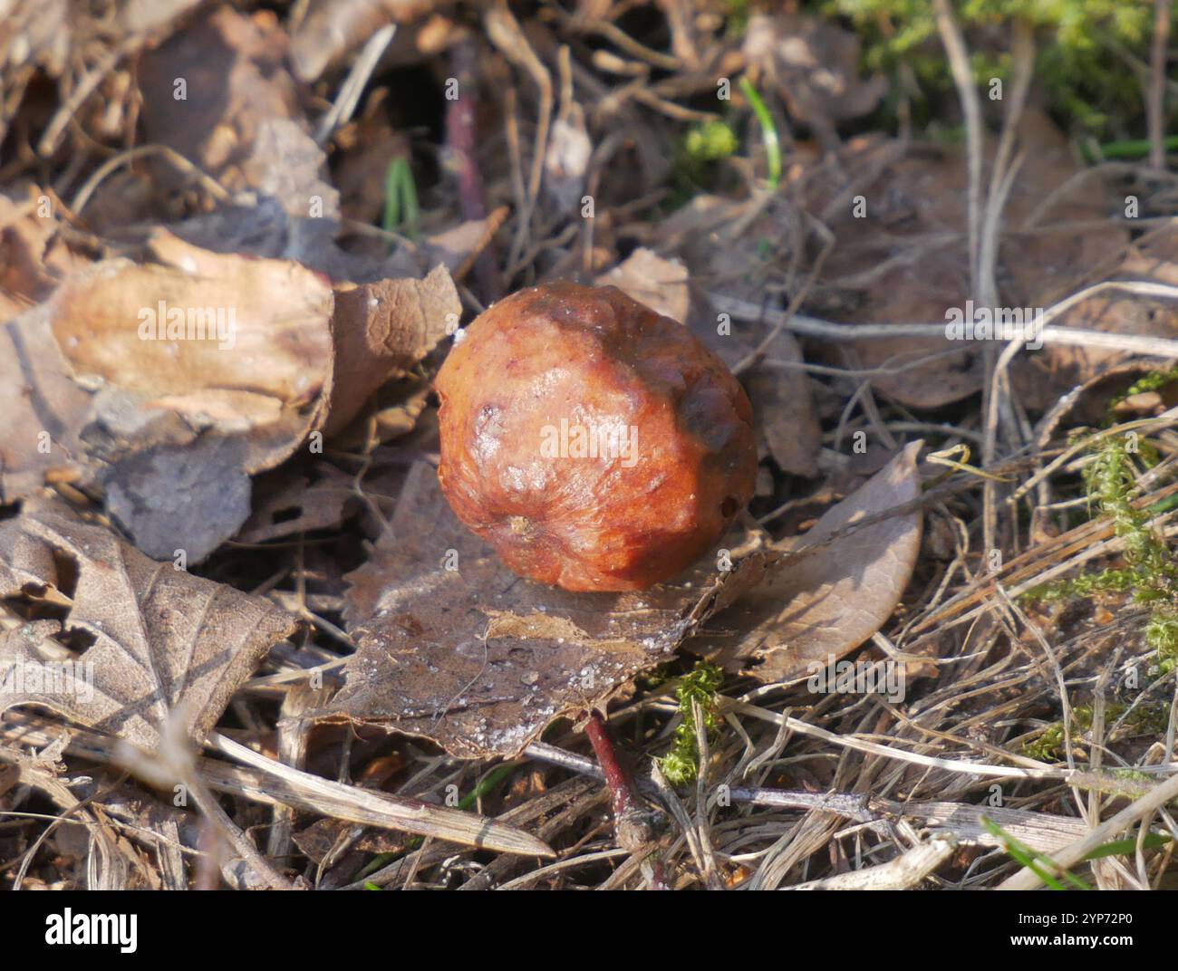 Cherry Gall Wasp (Cynips quercusfolii Stock Photo - Alamy