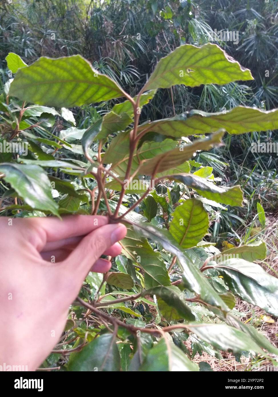 Assegai tree hi-res stock photography and images - Alamy