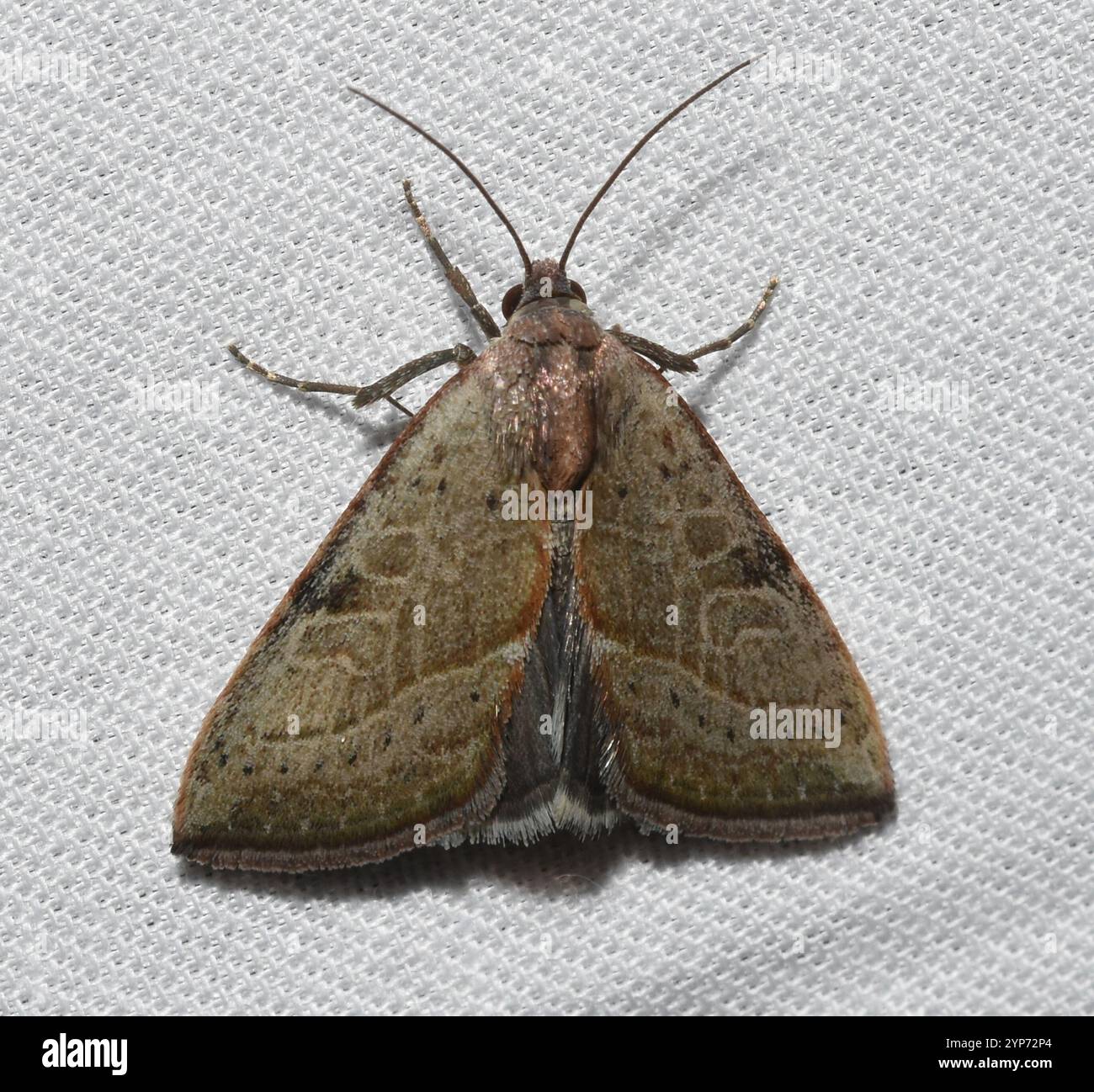 Galgula partita hi-res stock photography and images - Alamy