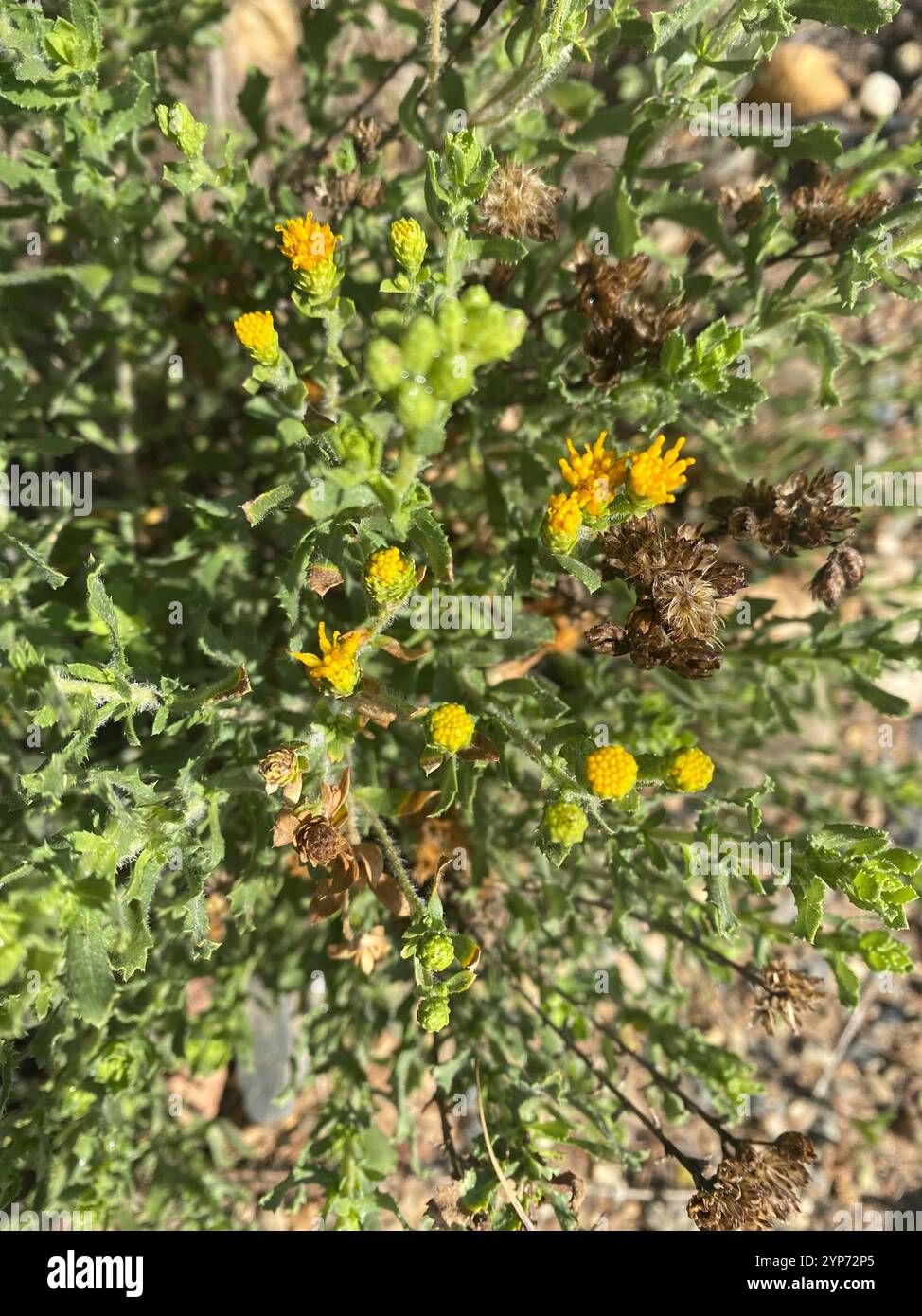 Coastal Goldenbush (Isocoma menziesii Stock Photo - Alamy
