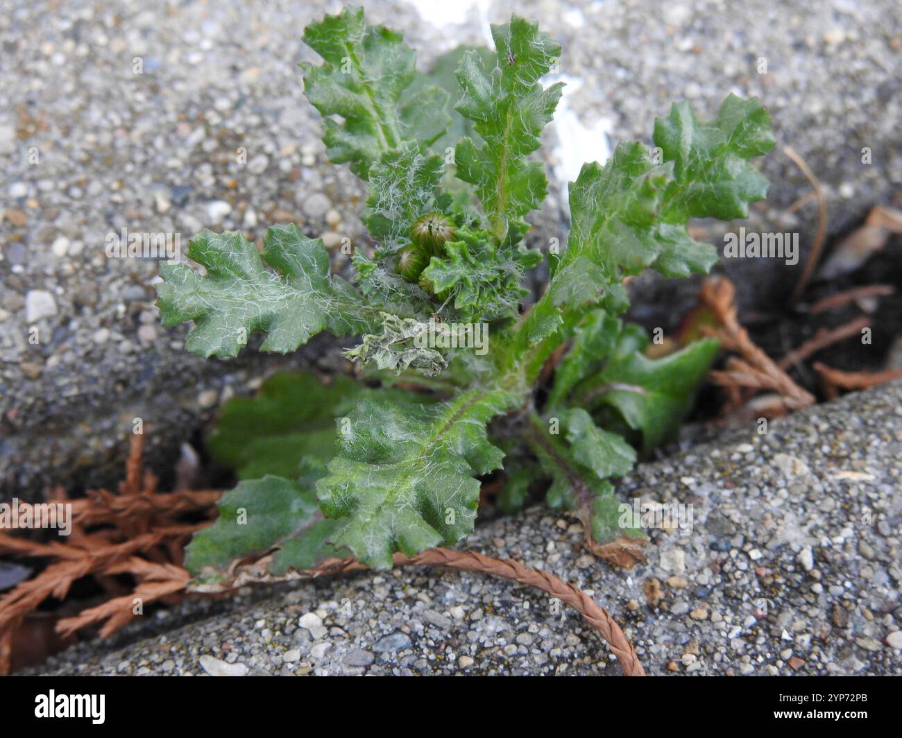 common groundsel (Senecio vulgaris Stock Photo - Alamy